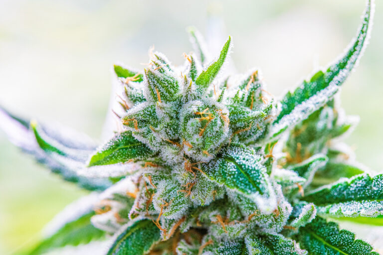 Everything You Should Know about MDMA, Ecstasy, and Molly - Drug Rehabs